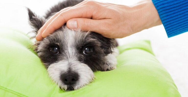 How to Tell If a Dog Has a Fever Without a Thermometer